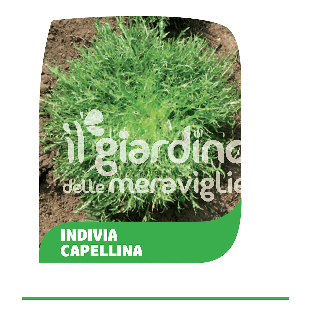 produzione piante Indivia Capillina