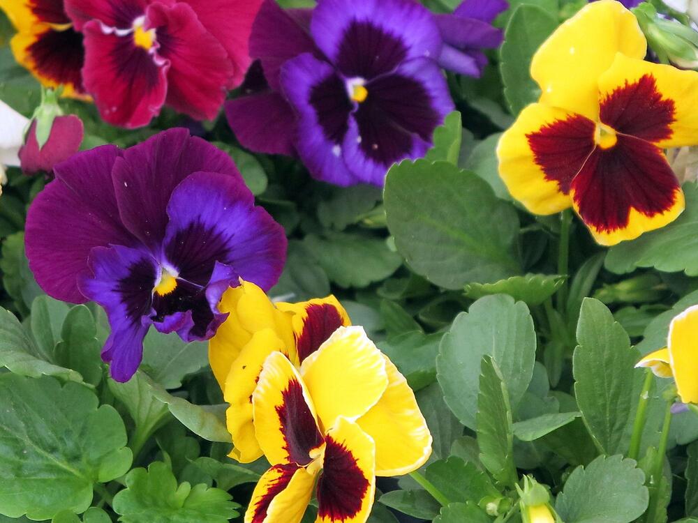 produzione piante di viola