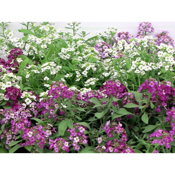 Alisso marittimo , nei colori bianco, lilla, rosso.