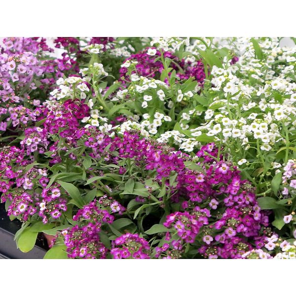 Alisso marittimo , nei colori bianco, lilla, rosso.