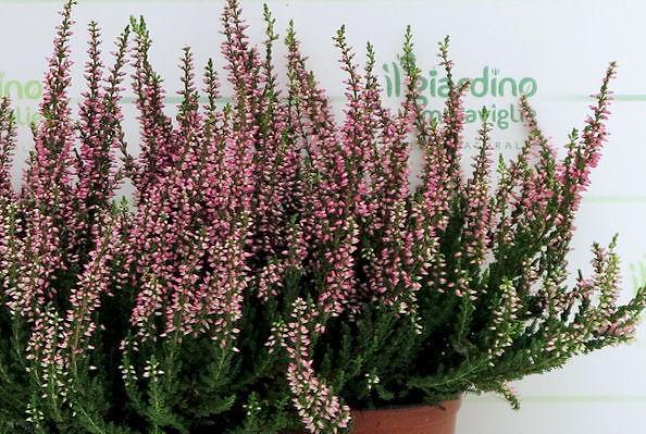 Erica calluna