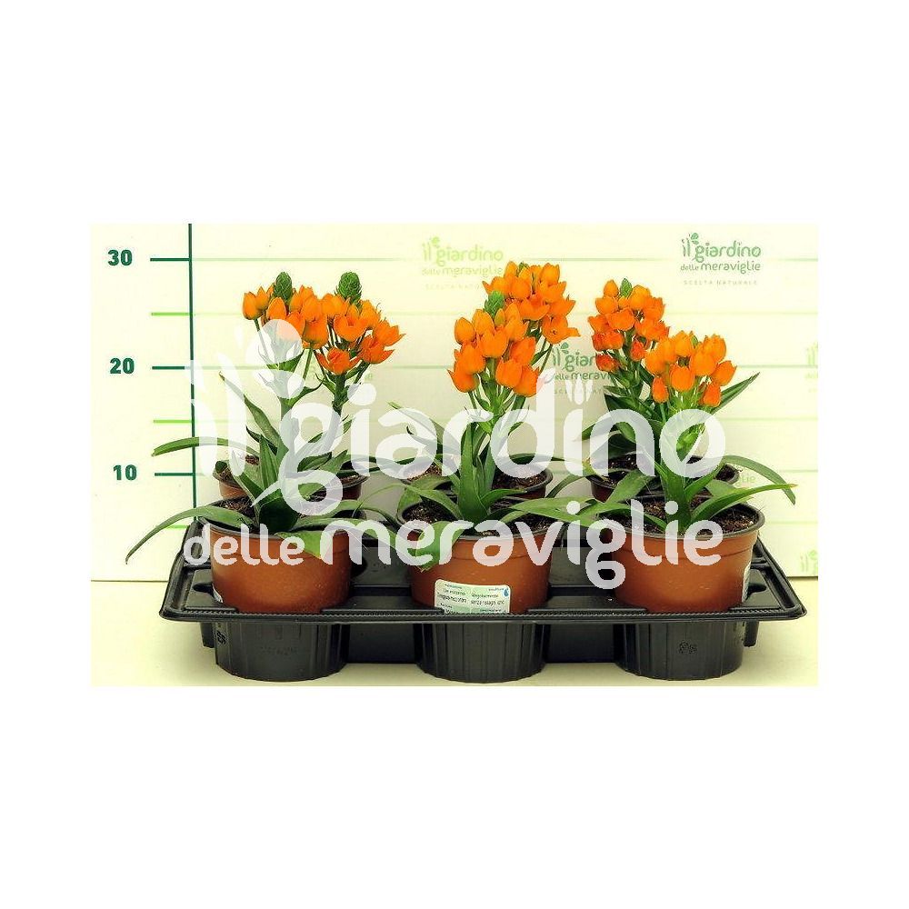 Piante da fiore ornitogallo