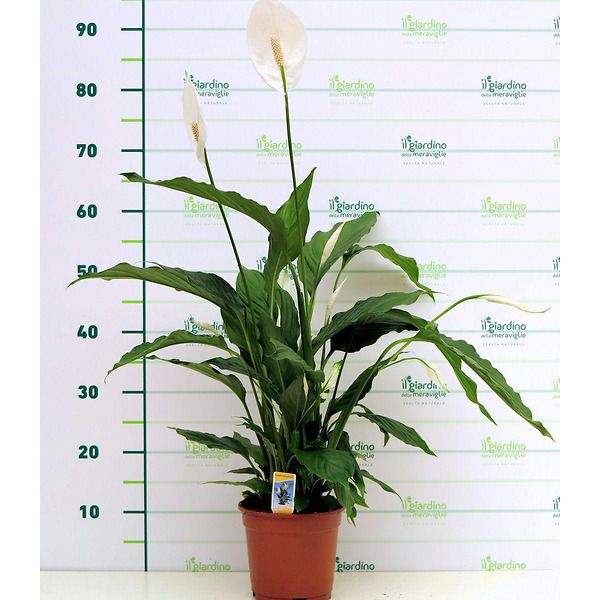 Spathiphyllum, Spatifilium