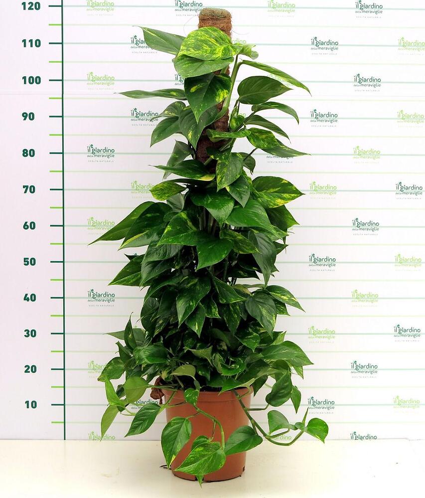 Scindapsus aureus photos in bastone