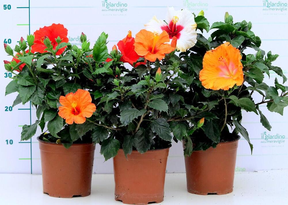 Hibiscus Rosa sinensis