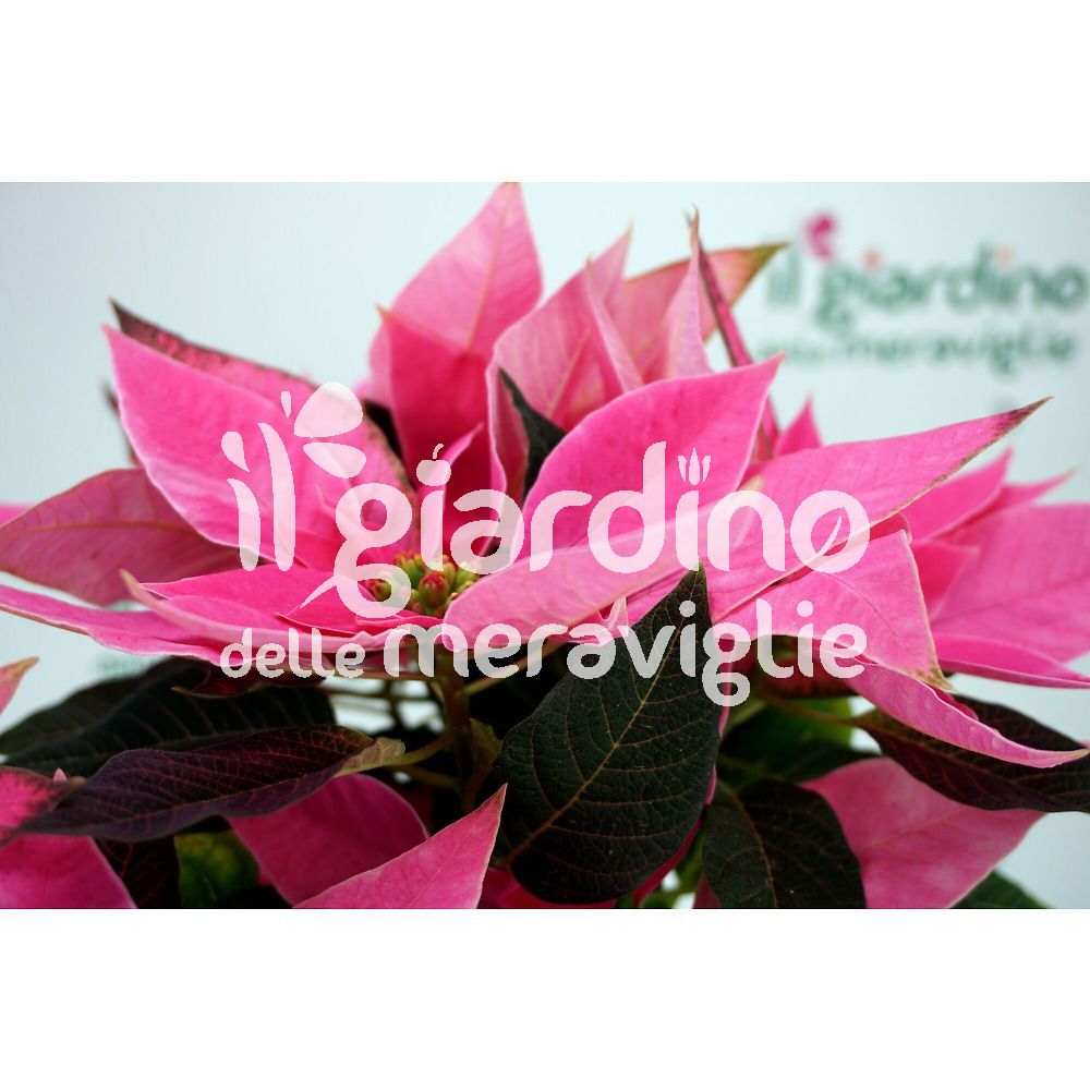 produzione piante mini stella di natale, mini poinsettia