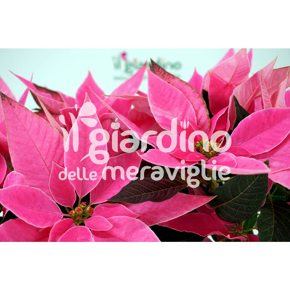 produzione piante mini stella di natale, mini poinsettia