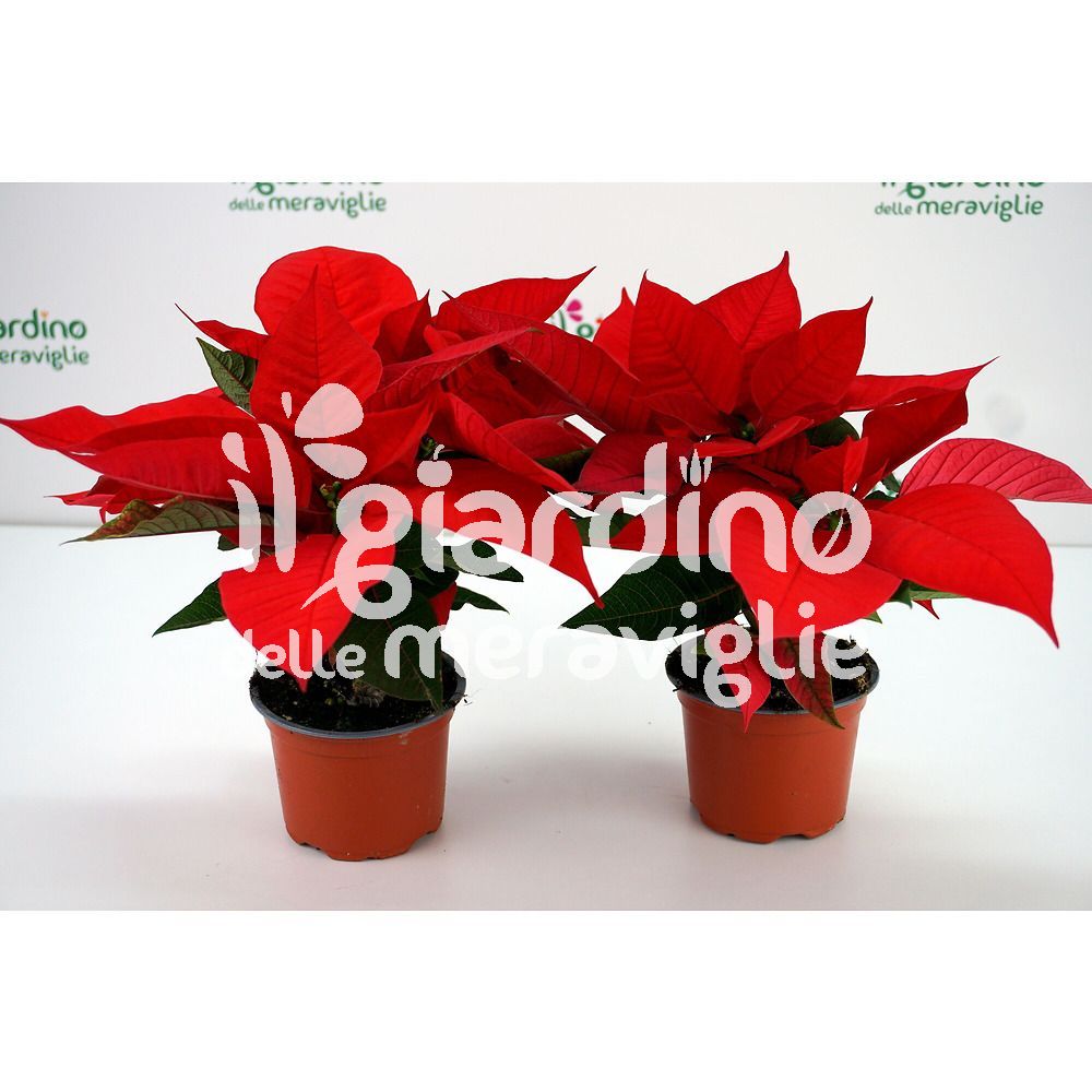 produzione piante mini stella di natale, mini poinsettia