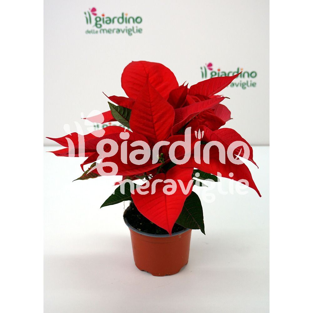 produzione piante mini stella di natale, mini poinsettia