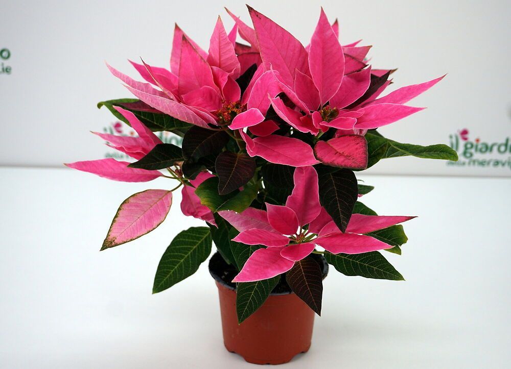 produzione piante mini stella di natale, mini poinsettia