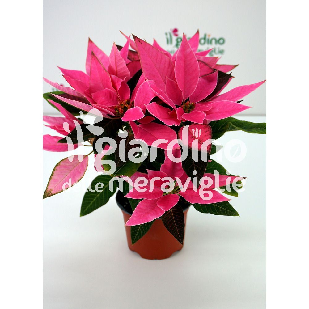 produzione piante mini stella di natale, mini poinsettia