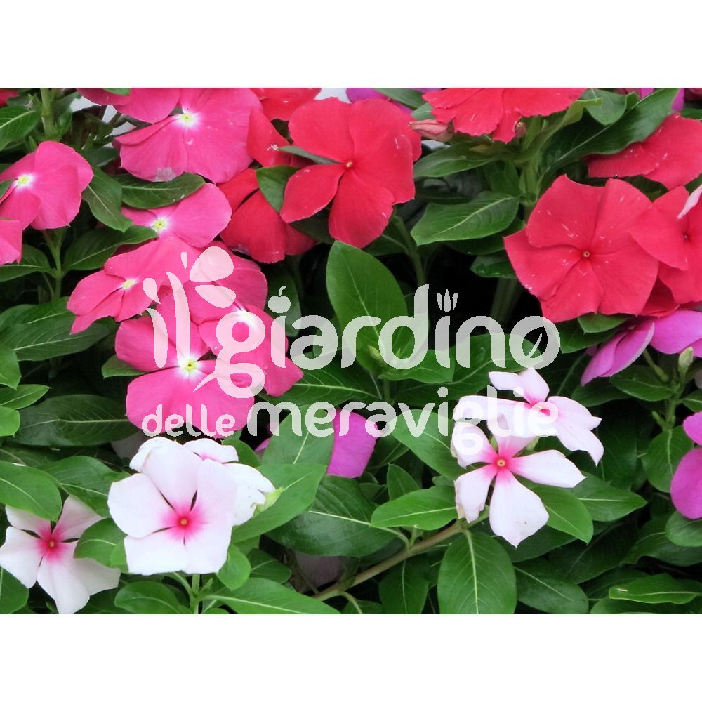 Vinca (pervinca, sposini): pianta perenne con fioritura abbondante per ...
