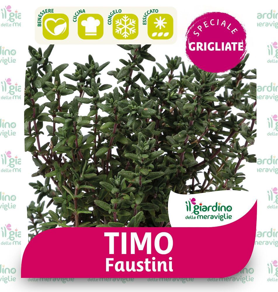 Piante di timo faustini