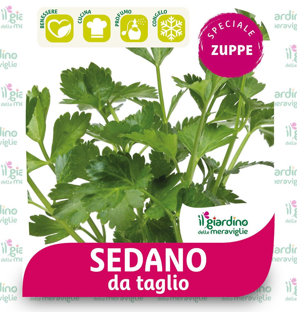 Piante di sedano da taglio