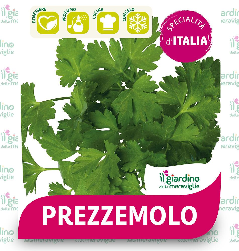 produzione piante di prezzemolo