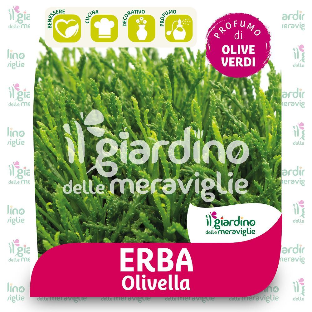 Erba olivella, pianta aromatica da coltivare in vaso