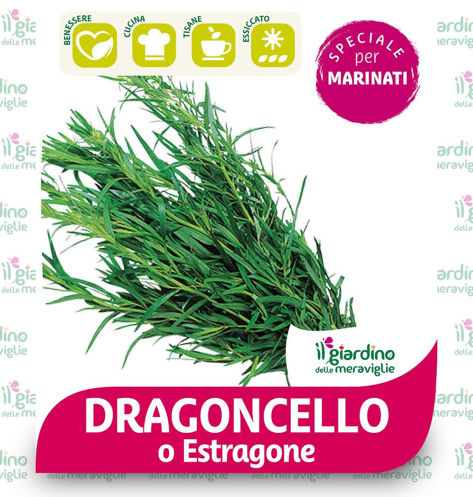 Dragoncello o Estragone, pianta aromatica da coltivare in vaso