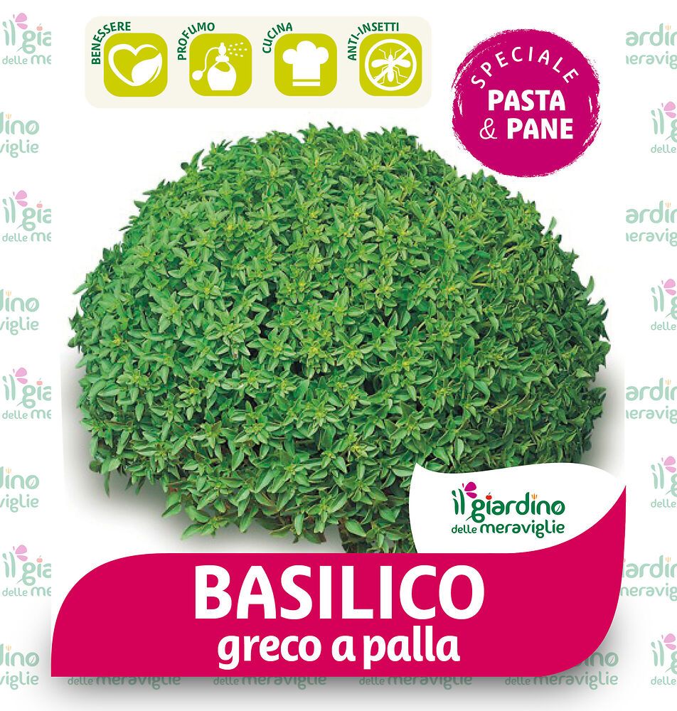 Piante di basilico greco a palla