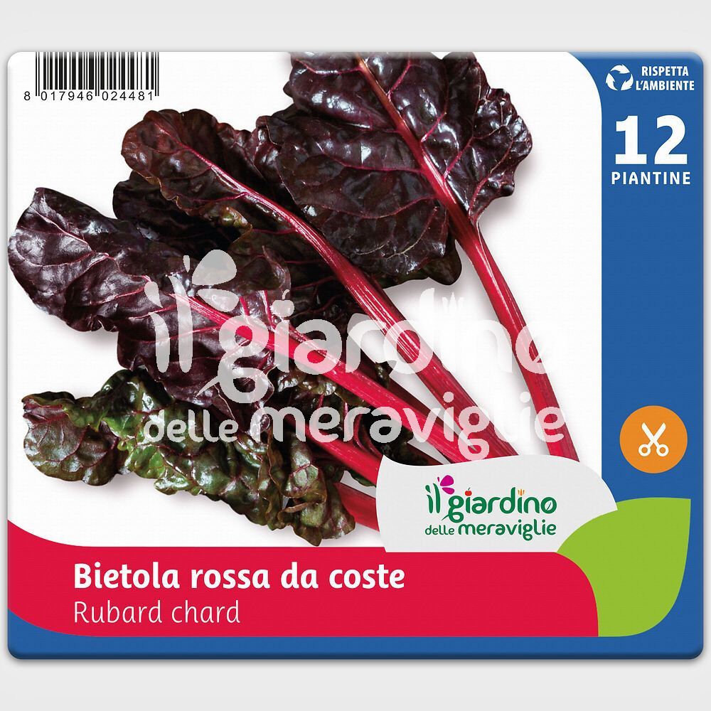 Piante di bietola da coste rossa