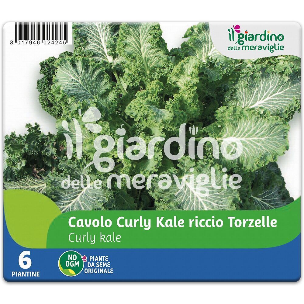 Piante di Cavolo curly Kale riccio Torzelle