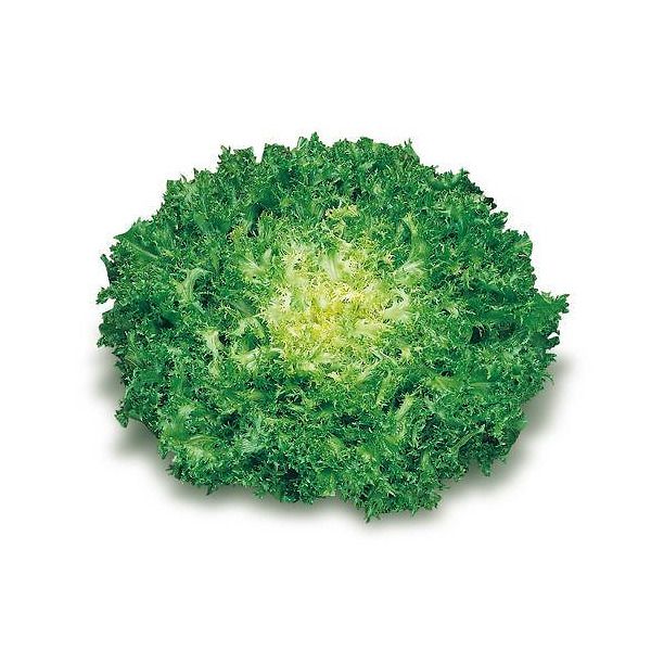 produzione piante indivia riccia