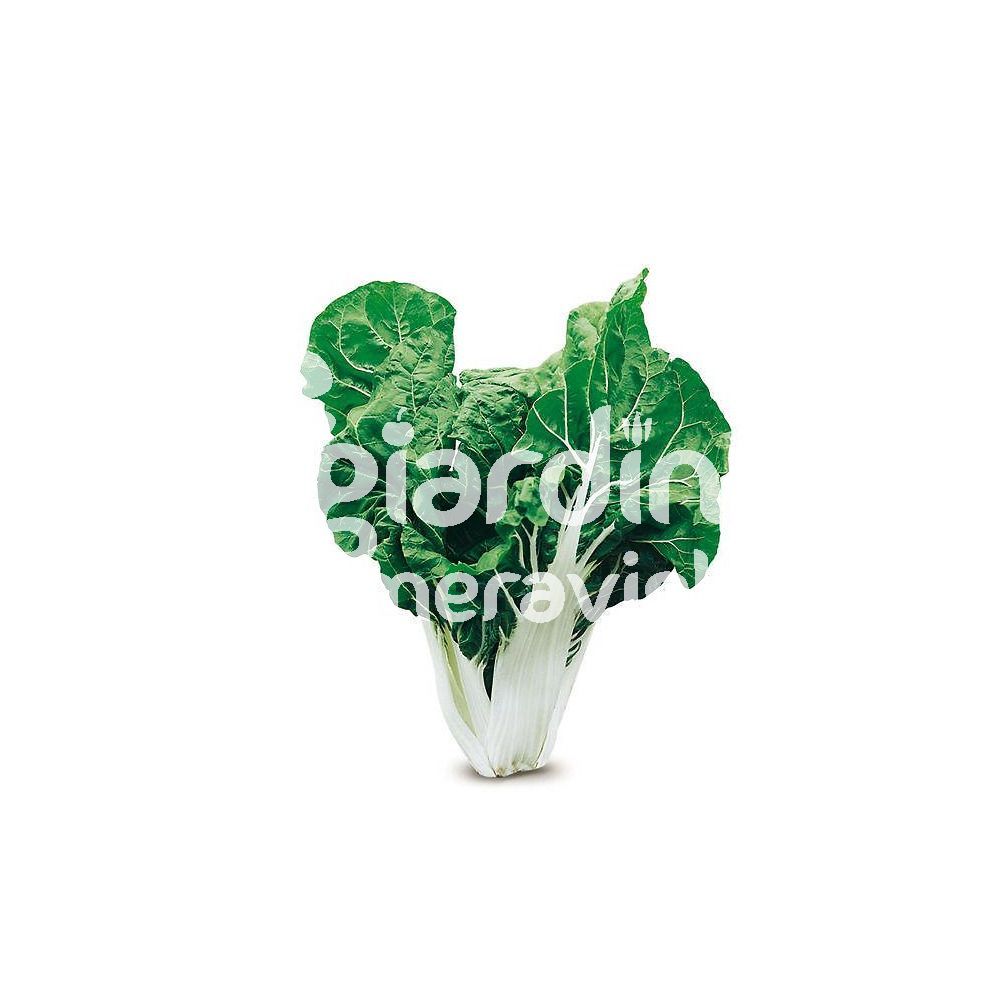 Piante di bietola da coste