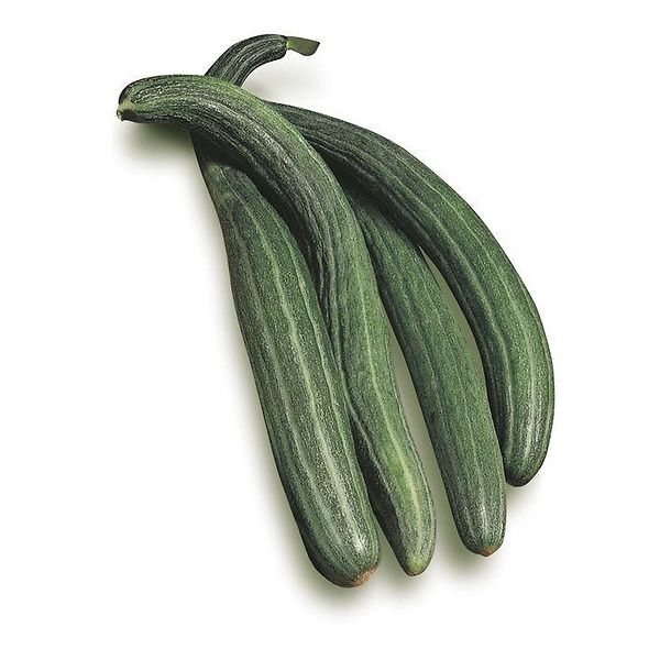 produzione piante cetriolo tortarello, cetrangolo, cucummero