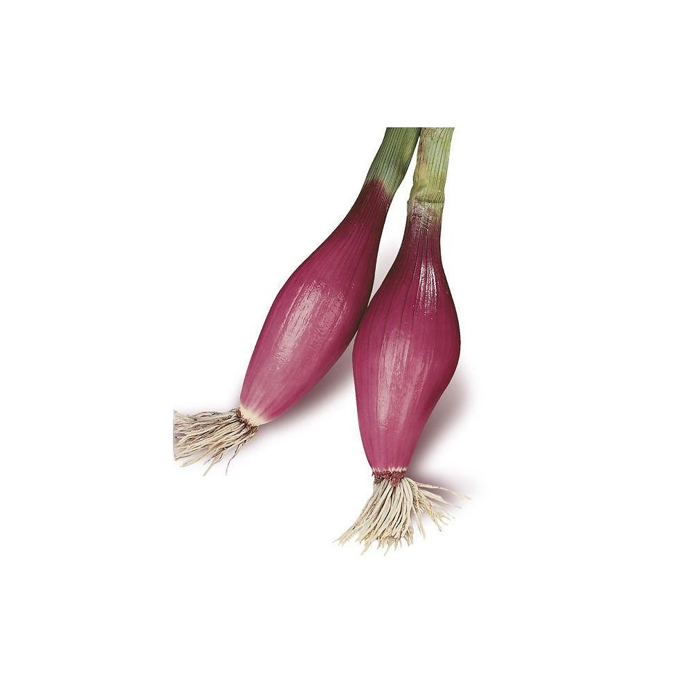 Piante di Cipolla rossa lunga di tropea