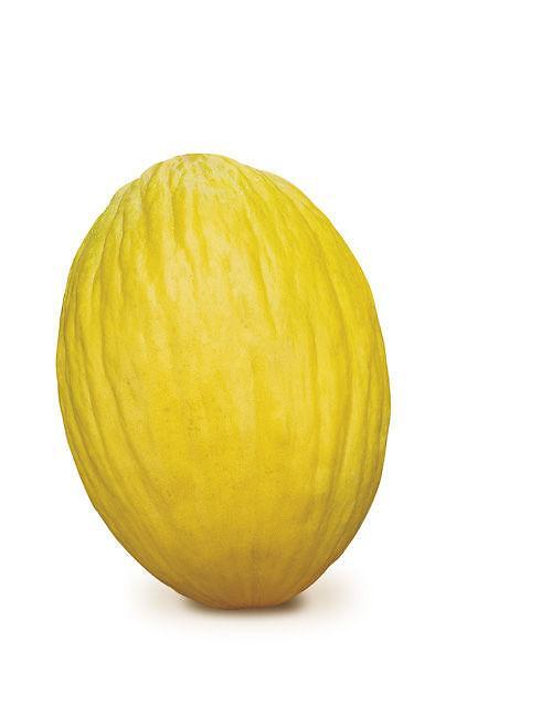 Piante di melone giallo