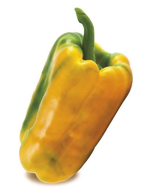 Produzione piante di peperone Giallo