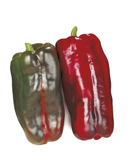 Produzione piante di peperone rosso tip. Lamuyo