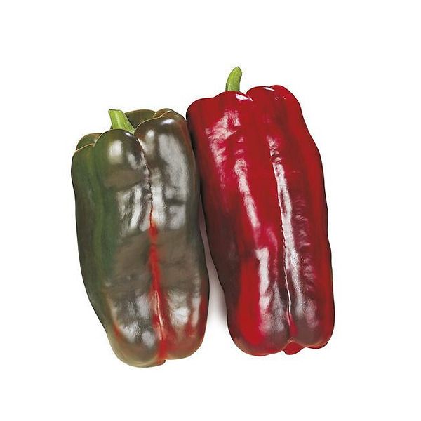 Produzione piante di peperone rosso tip. Lamuyo