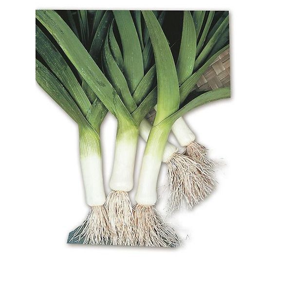 Piante di Porro lungo