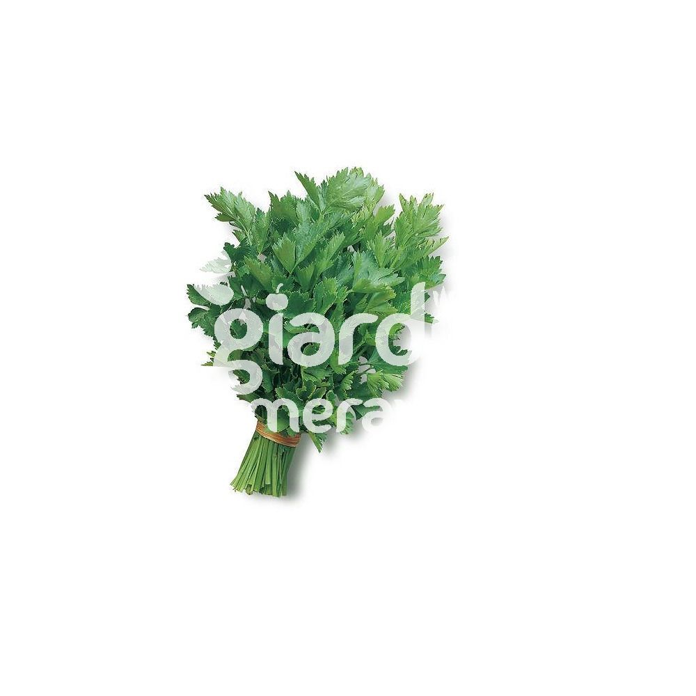 Piante di sedano da taglio