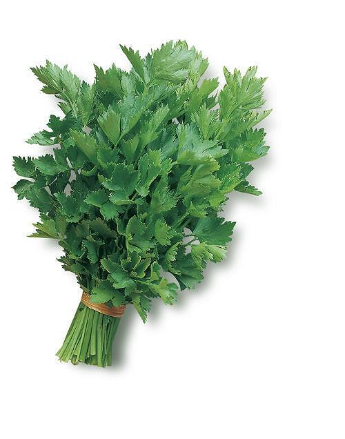 Piante di sedano da taglio