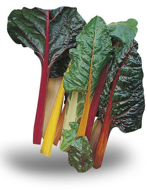 Piante di bietola da coste multicolor