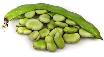 piante di fava da coltivare in orto