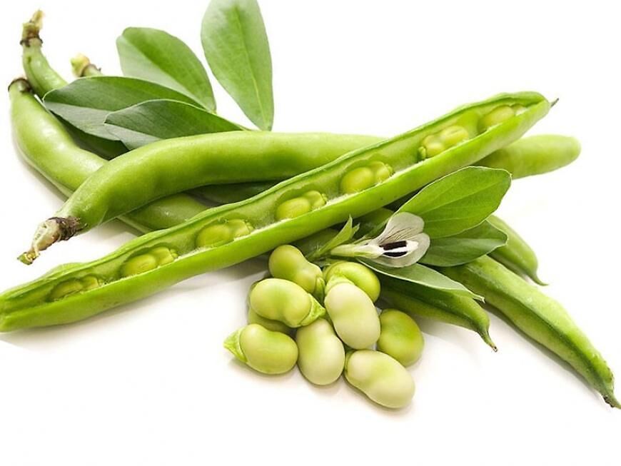 piante di fava da coltivare in orto
