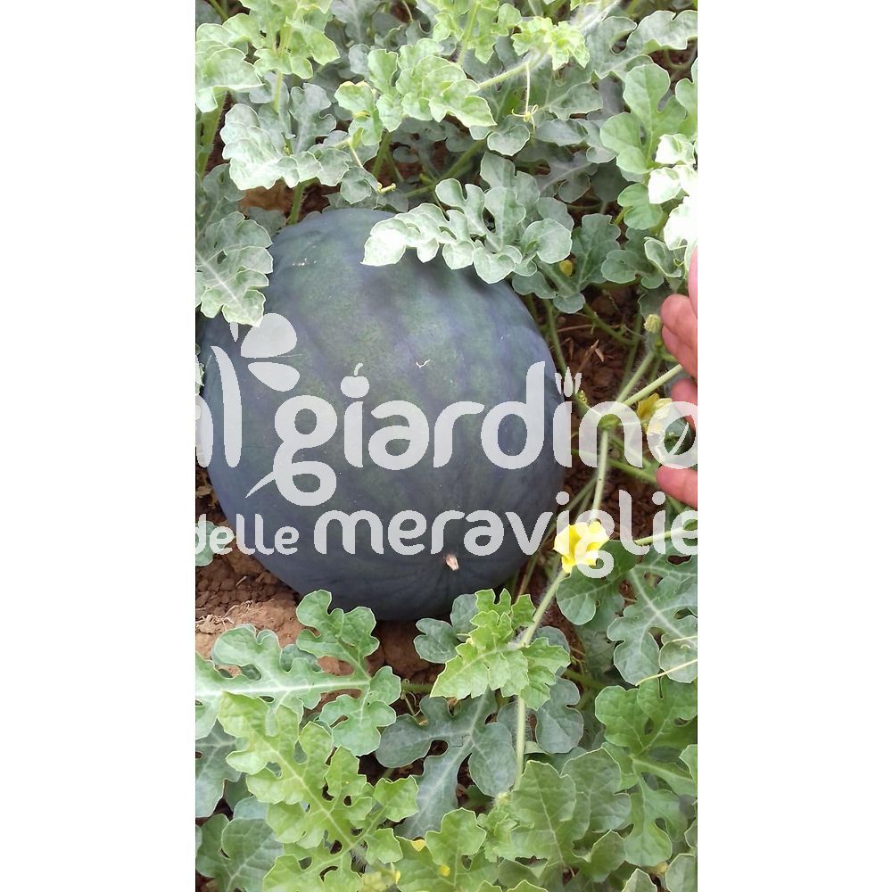 Anguria mini sugar baby
