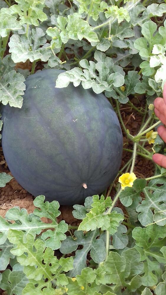 Anguria mini sugar baby