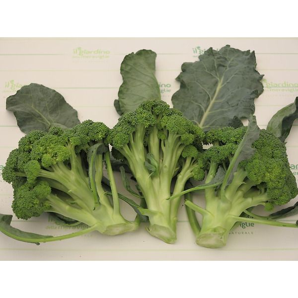 Piante di cavolo broccolo ramoso calabrese
