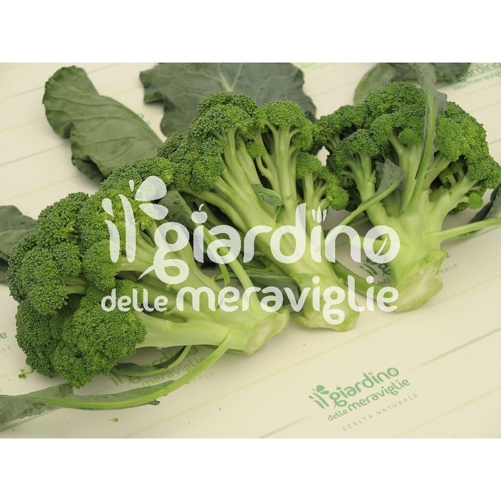 Piante di cavolo broccolo ramoso calabrese