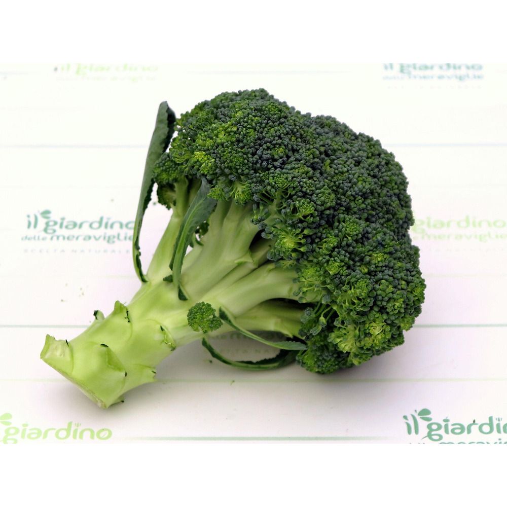 piantine cavolo broccolo green belt, da orto