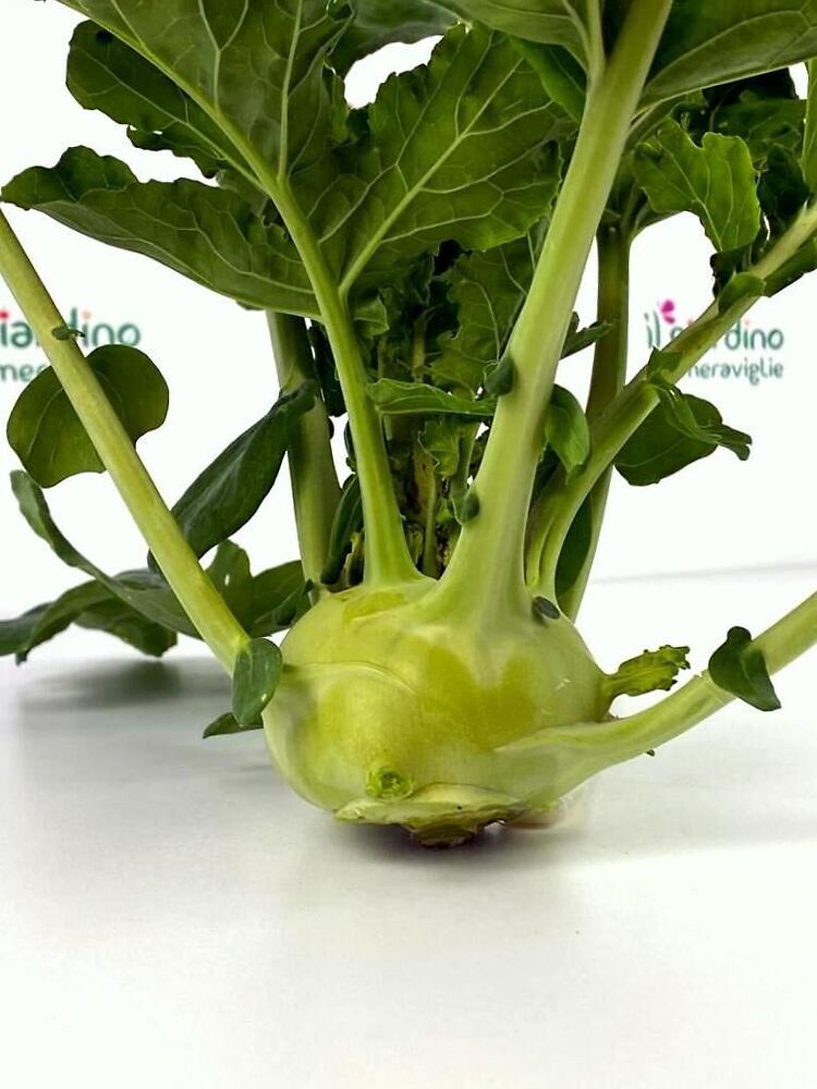 produzione piante cavolo rapa bianco