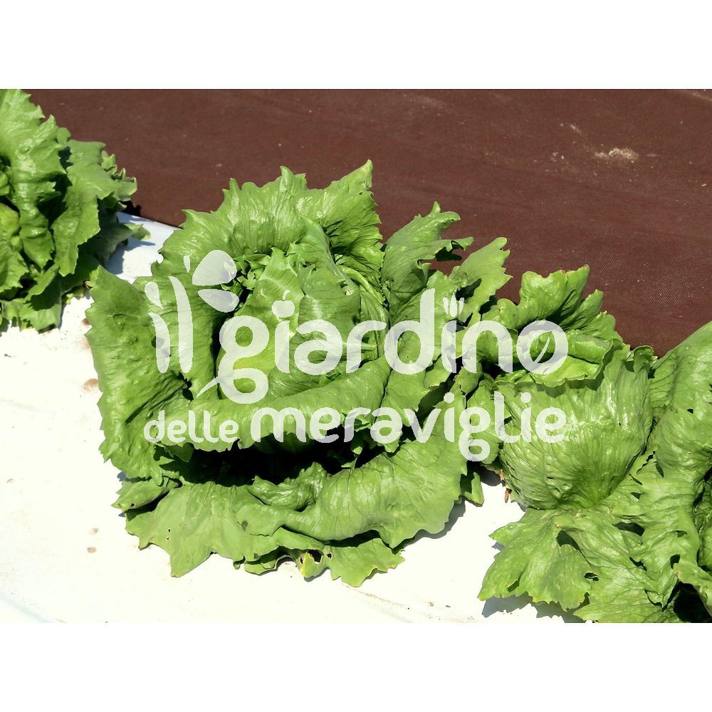 Lattuga Iceberg o grandi laghi