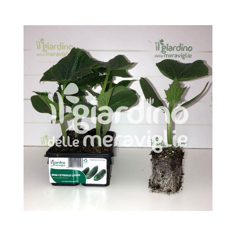 Mini Cetriolo Liscio