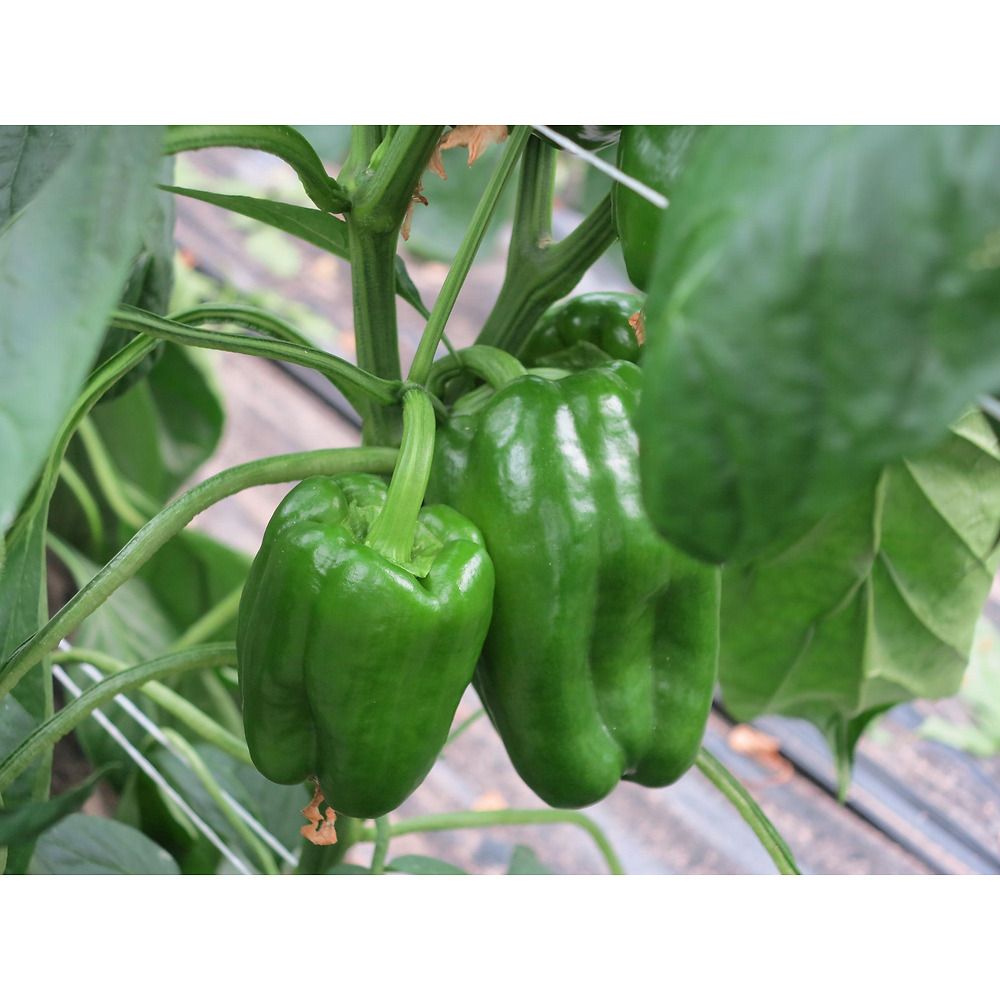 Produzione piante di peperone rosso tip. Lamuyo