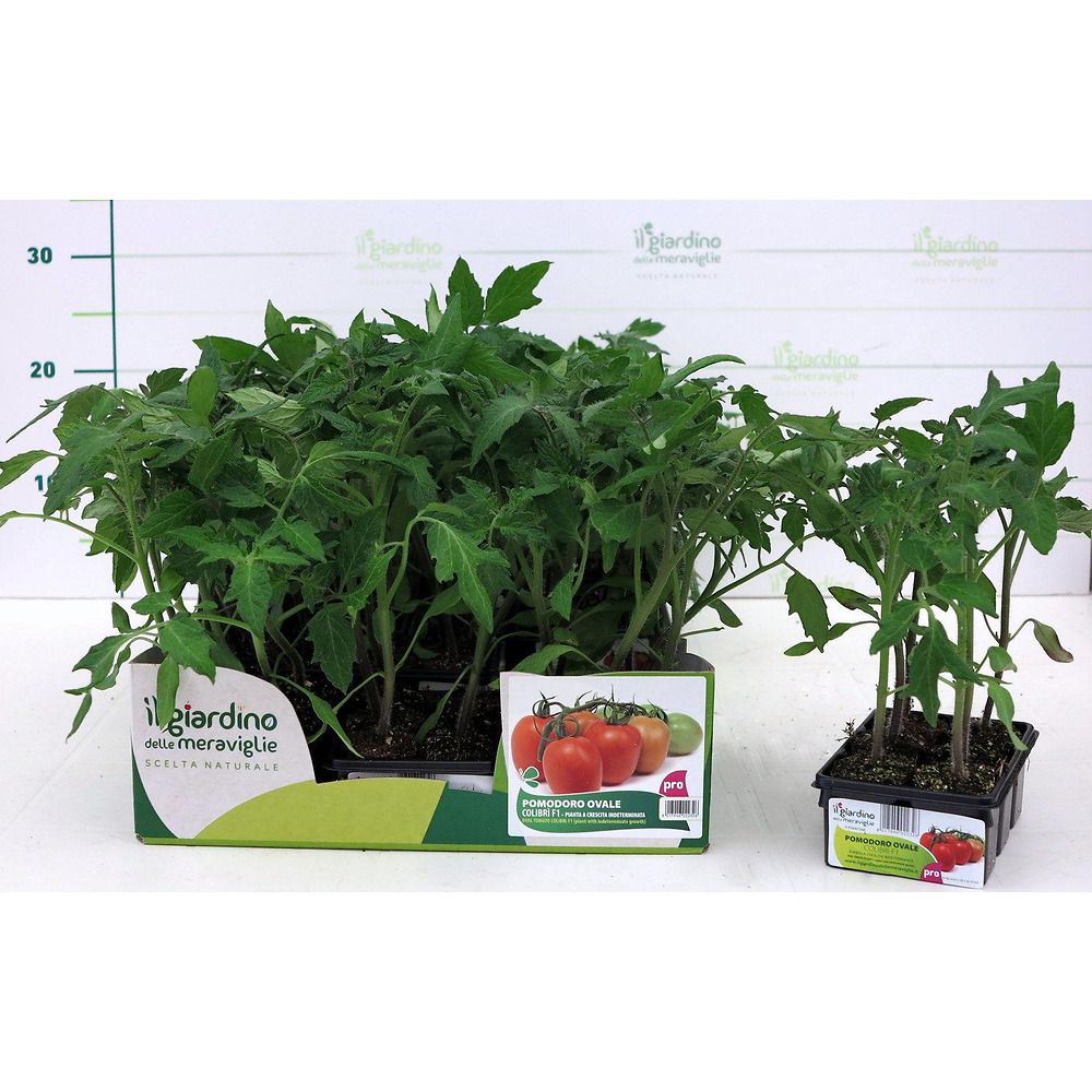 produzione piante di pomodoro colibrì