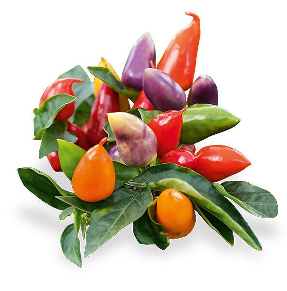 Peperoncino pyramid multicolor