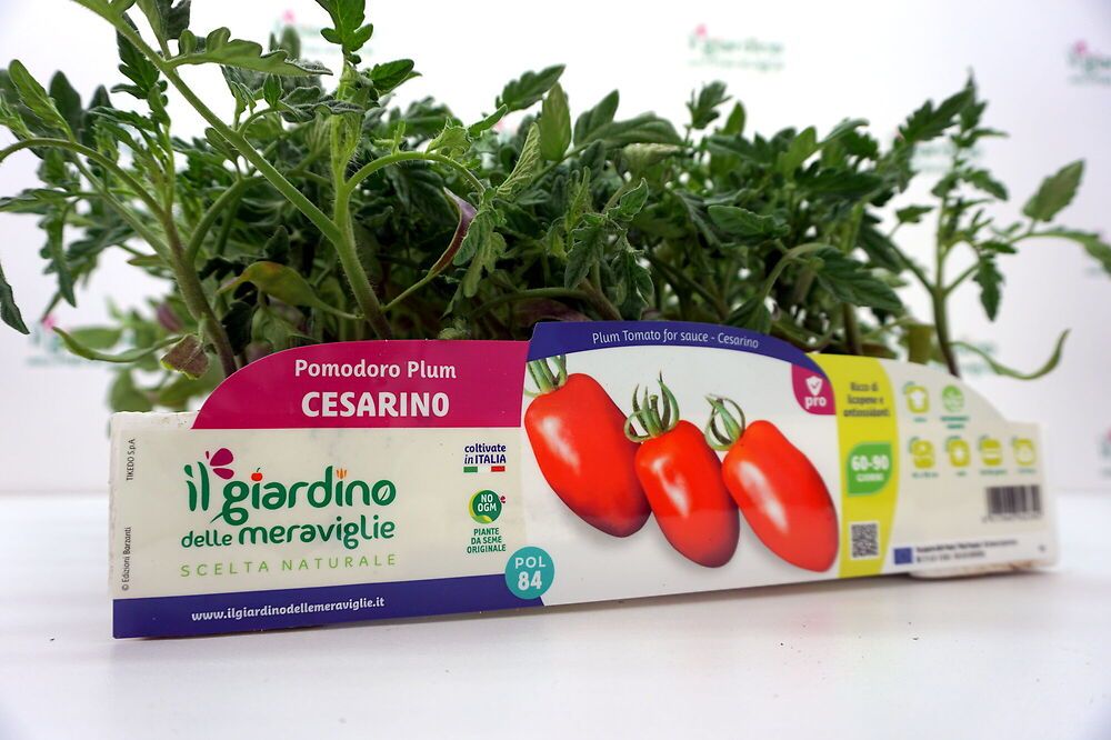 Pomodoro cesarino
